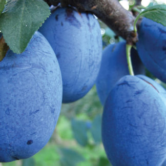Paradise Fruit – Fresh Stone Fruit, Found Locally